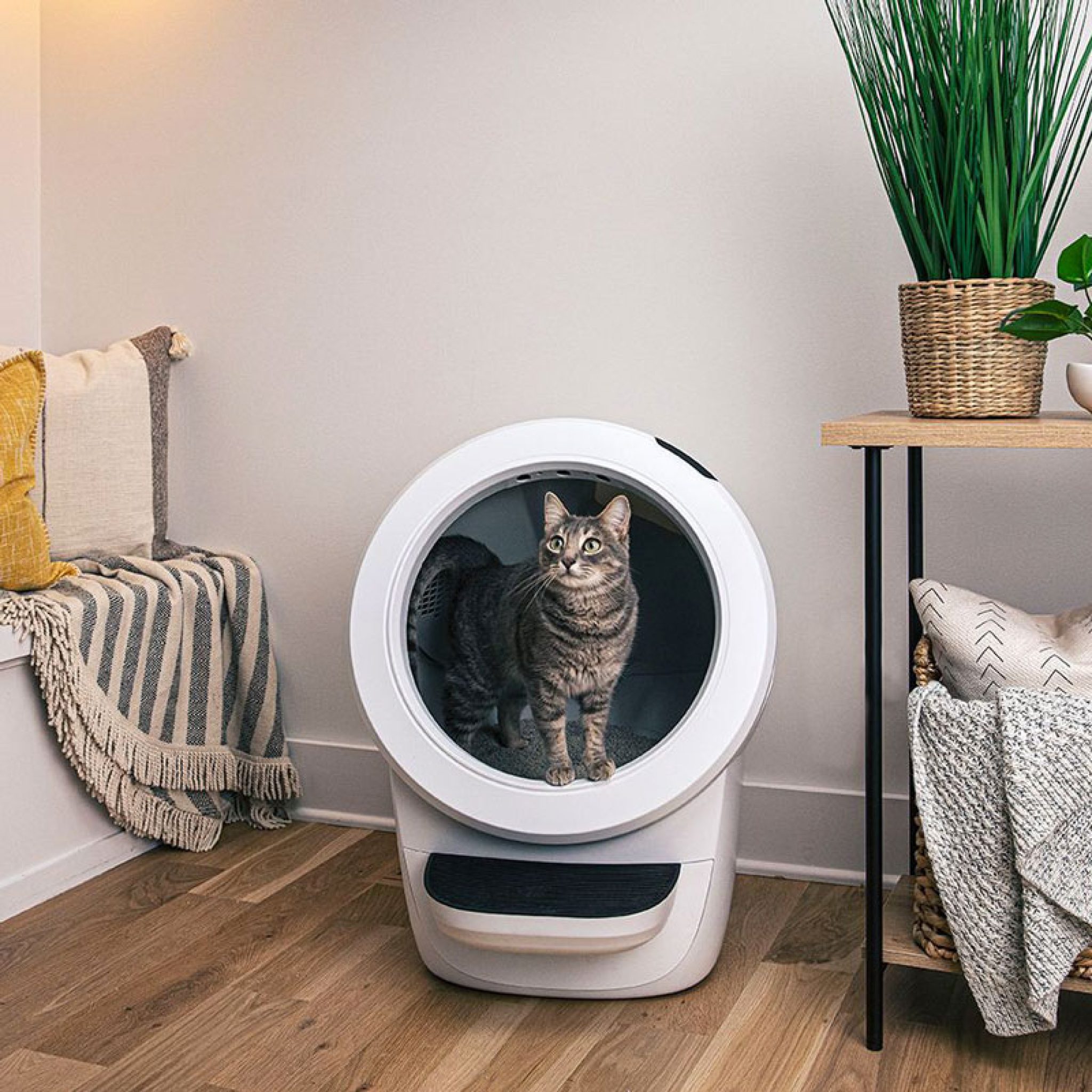 Meet Litter-Robot 4 The Self-Cleaning Litter Box That Saves You Time ...